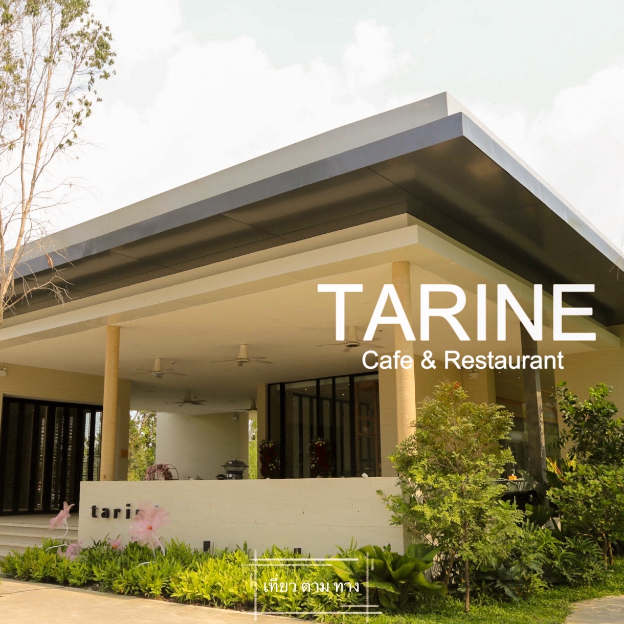 Tarine