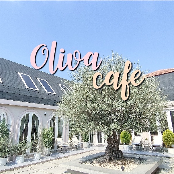 ชมต้นโอลีฟ ณ Oliva cafe