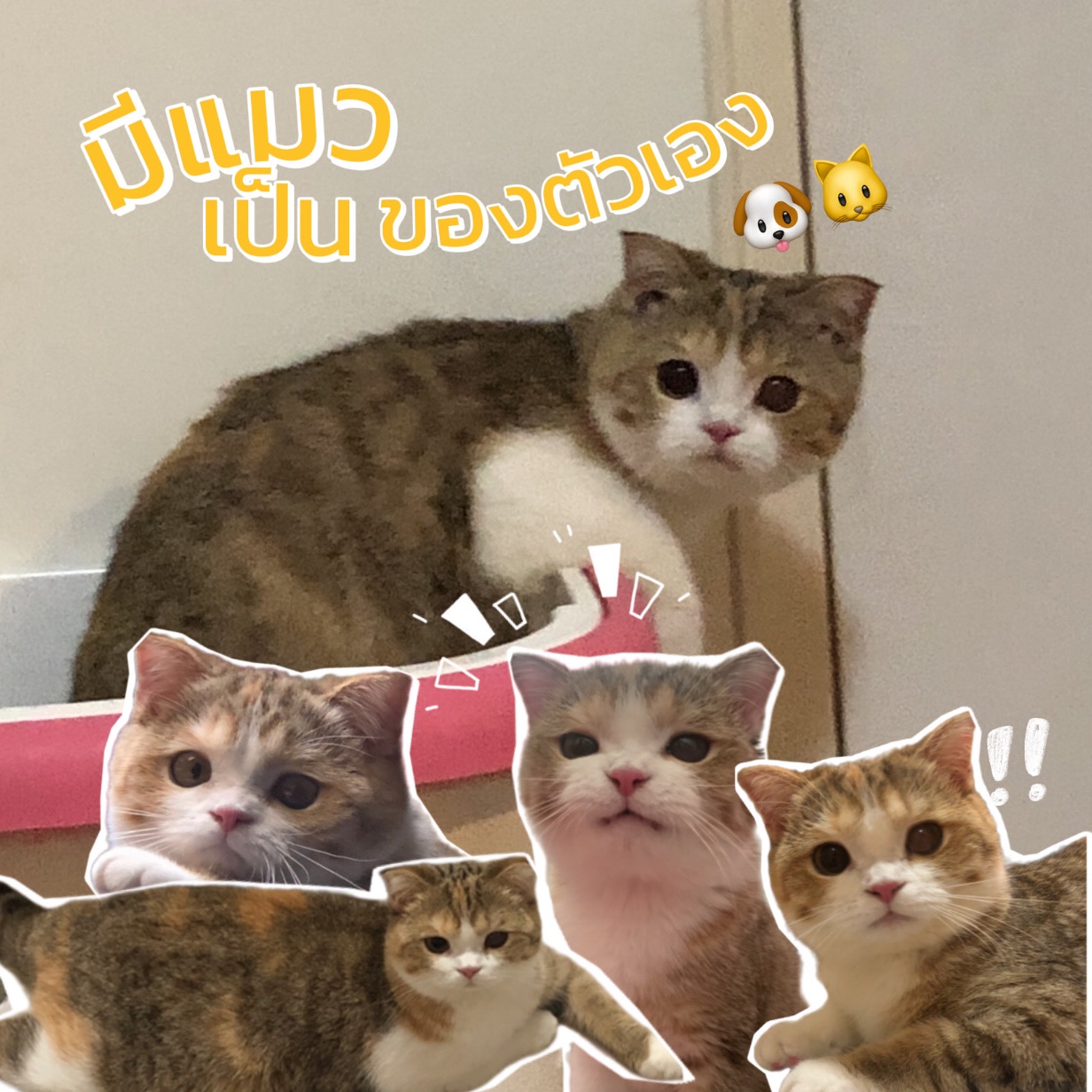 เลี้ยงแมวครั้งแรกโดยไม่บอกพ่อแม่😻😽‼️