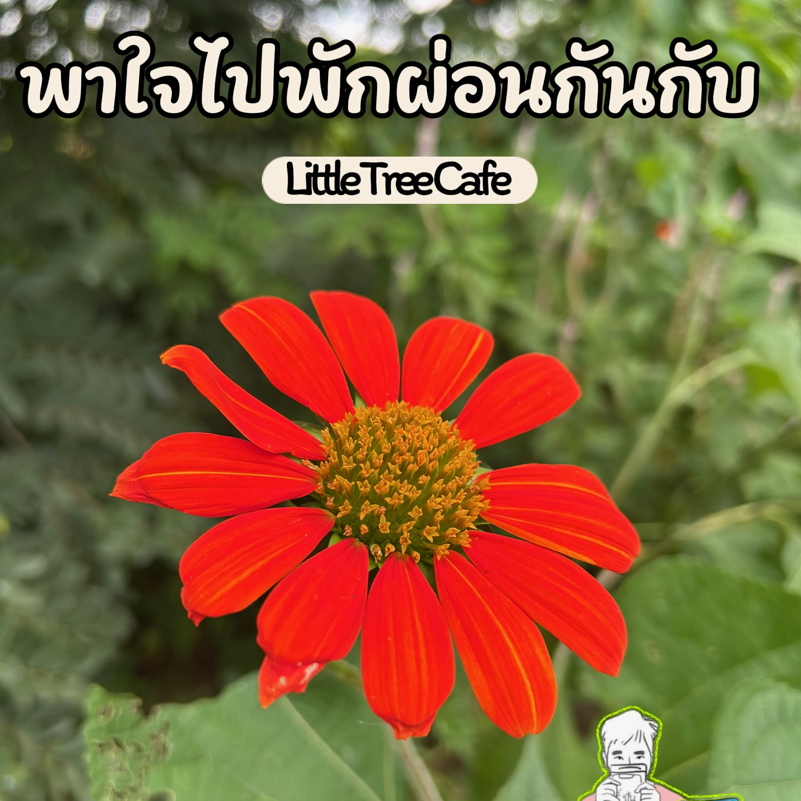 🌿 พาใจไปพักผ่อนกับ Little Tree Cafe ☕🌳
